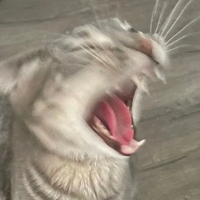 Butter | Cat Twitter Wiki | Fandom