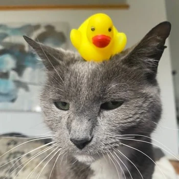 Bonnie | Cat Twitter Wiki | Fandom