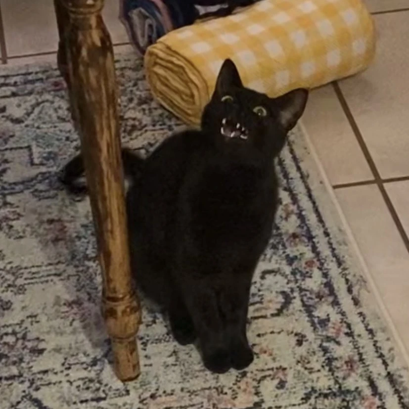 Blueberry | Cat Twitter Wiki | Fandom