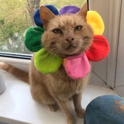 Thomas | Cat Twitter Wiki | Fandom