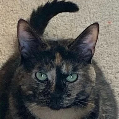 Pixie | Cat Twitter Wiki | Fandom