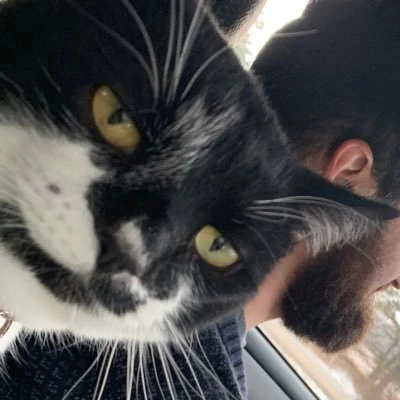 Mr. Kitty | Cat Twitter Wiki | Fandom