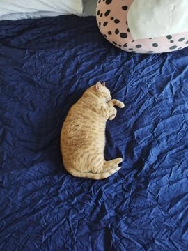 Cooper | Cat Twitter Wiki | Fandom