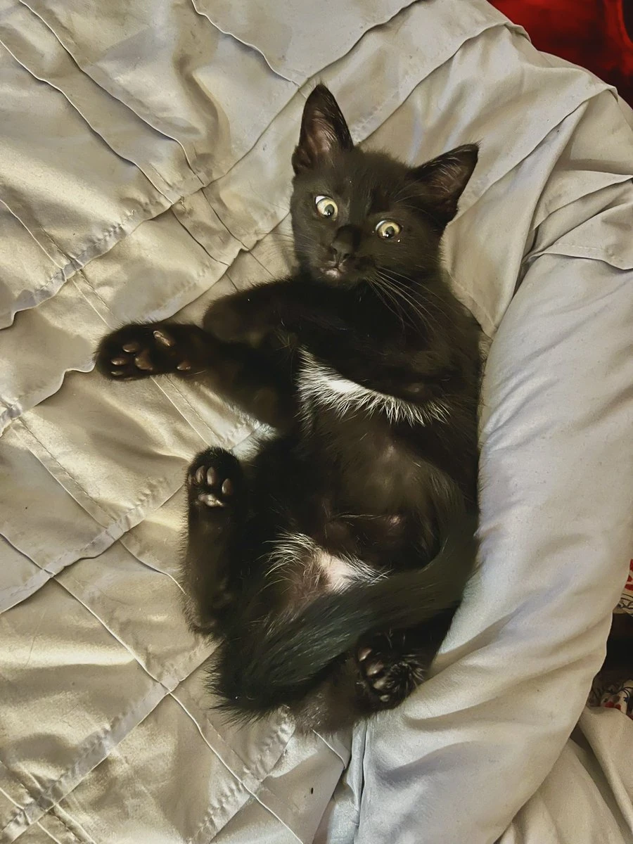 Pikachu | Cat Twitter Wiki | Fandom