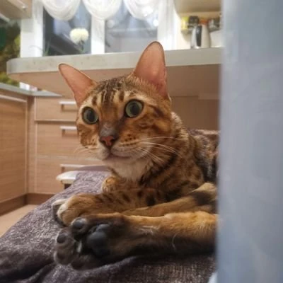 Chase | Cat Twitter Wiki | Fandom