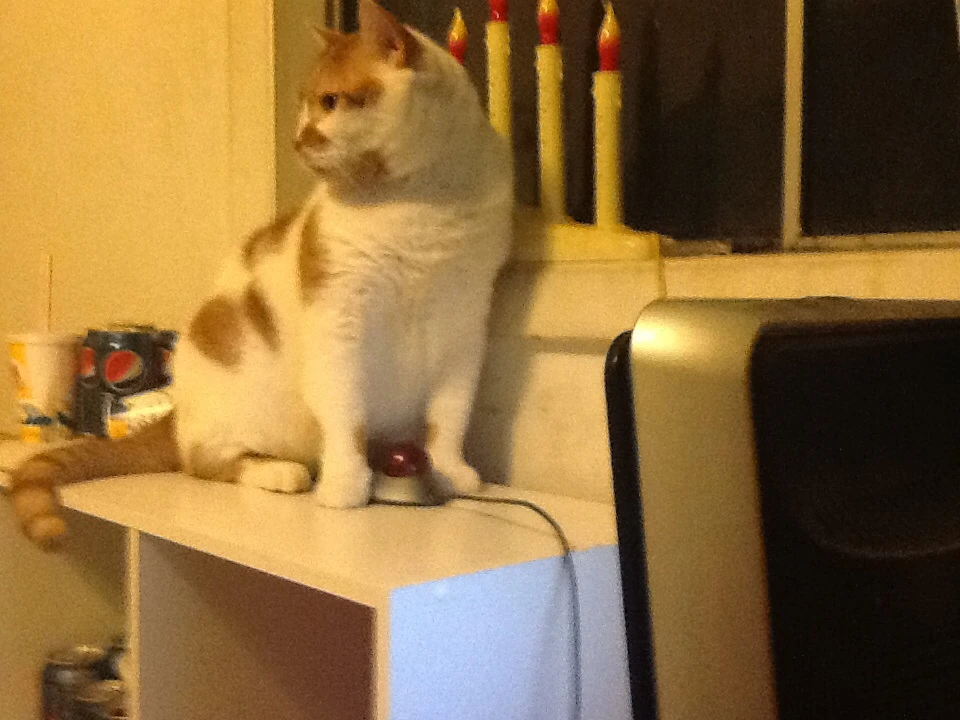 Try Pet the Cat | Cat With a Computer Wiki | Fandom