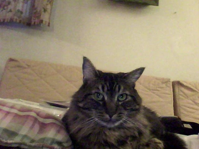 Nepia | Cat World Wiki | Fandom