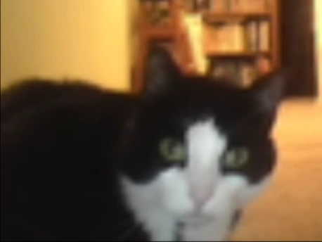 Jewel | Cat World Wiki | Fandom