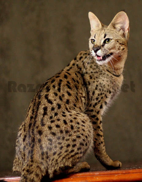 Gato Savannah | Wiki Cat | Fandom