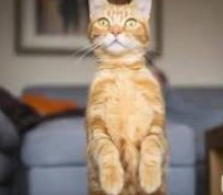 Tameria | Cat-city Wiki | Fandom