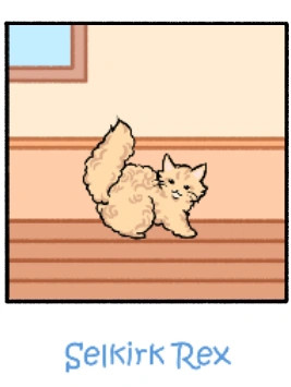 Selkirk Rex | Cat Condo Wiki | Fandom