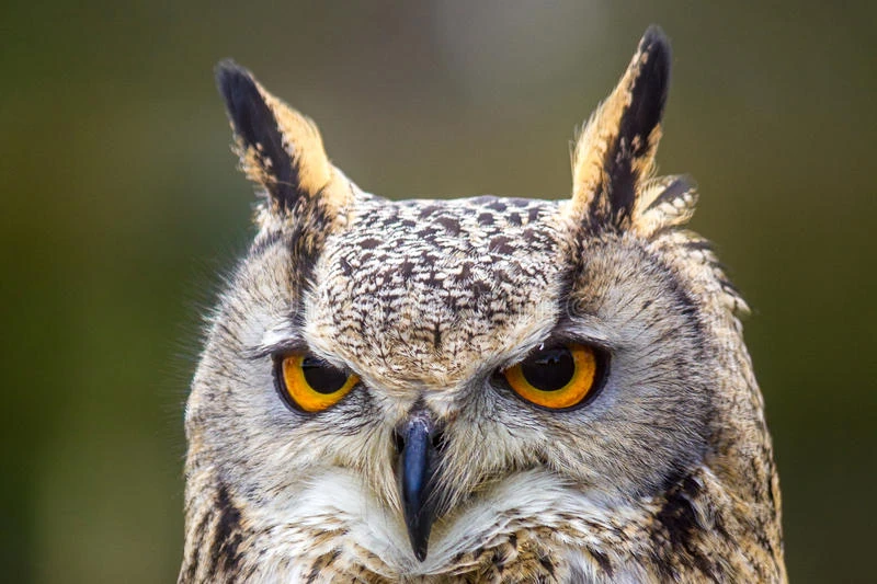 Urem | Category War Wiki | Fandom