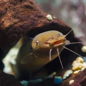 Malapterurus Electricus | Catfish Wiki | Fandom