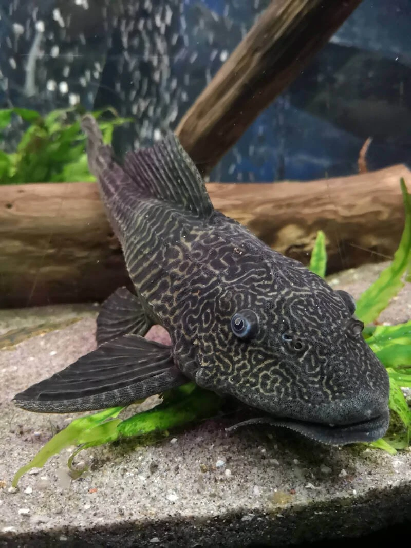 Hypostomus Plecostomus | Catfish Wiki | Fandom