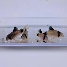 Panda Corydoras | Catfish Wiki | Fandom