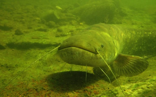 Wels Catfish | Catfish Wiki | Fandom