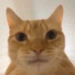 Catty Hunt | Caton Cat Empire Wiki | Fandom