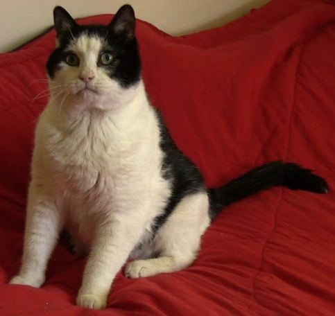 Flippy (1994-2010) | Catpedia Wiki | Fandom