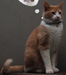 Rufus | Catpedia Wiki | Fandom