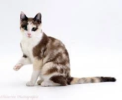 Palekit | Cats And Dog Breeds Wikia | Fandom