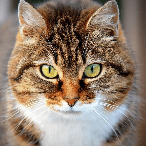 Honky Cat | Cats and Kittens Wikia | Fandom