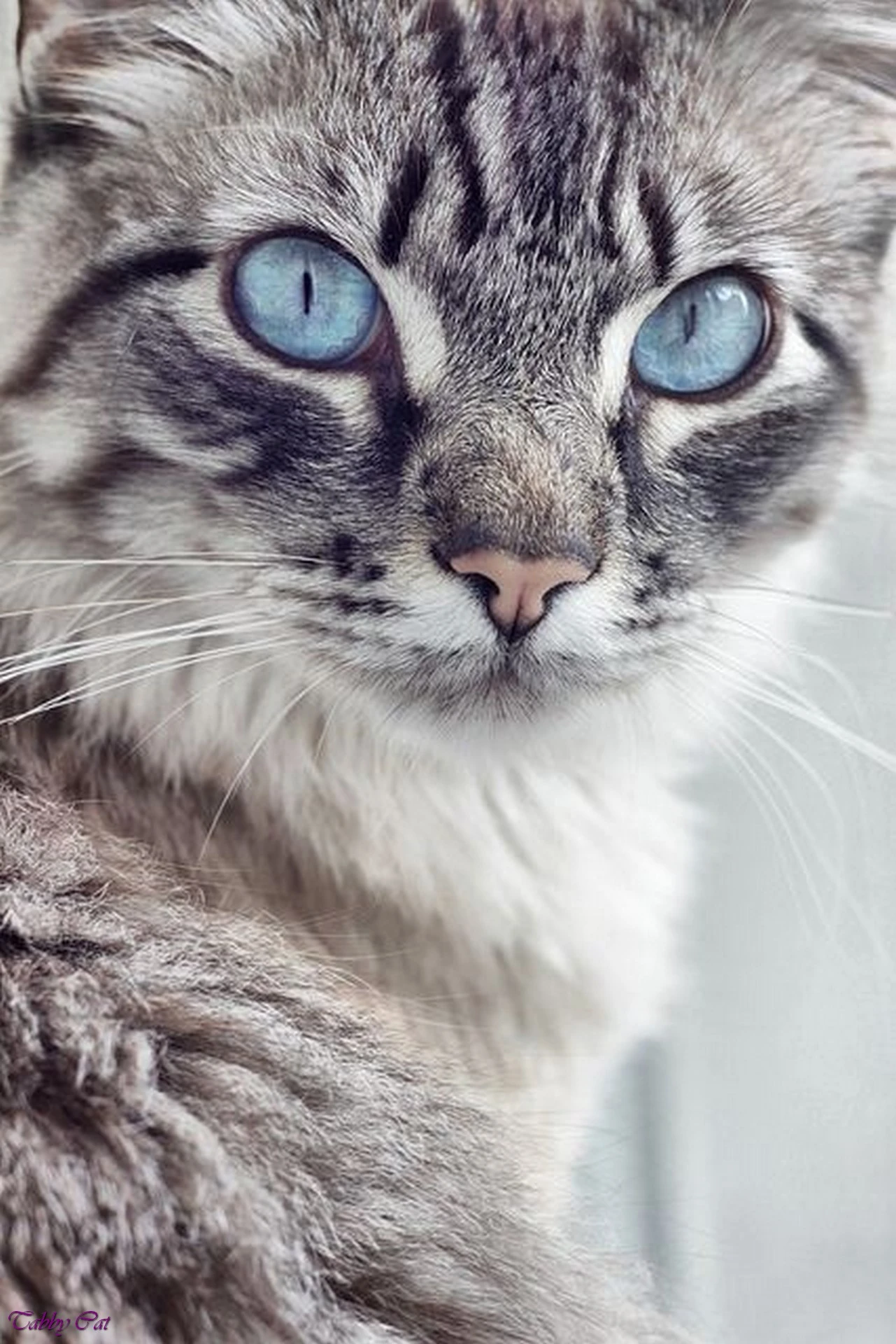Gray Calico Cat With Blue Eyes