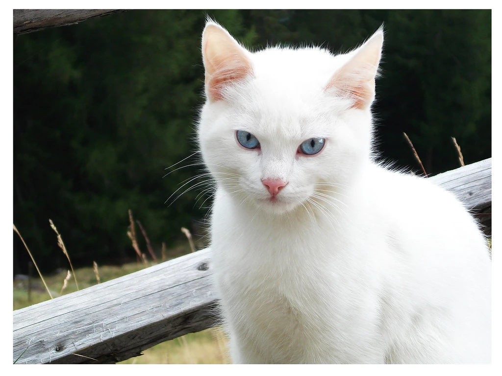 Whitestar | Cats of The Clans (OC) Wiki | Fandom