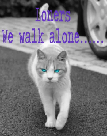 Loners | Cats of the Stars Wiki | Fandom