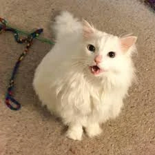 Thurston Waffles | Cats Wiki | Fandom