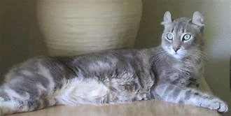 Highlander | Cats Wiki | Fandom