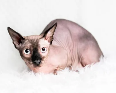 BamBob | Cats Wiki | Fandom