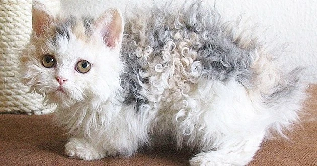 Poodle Cat | Cats Wiki | Fandom