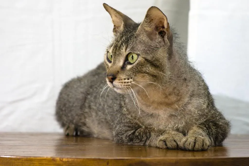 Bramble | Cats Wiki | Fandom