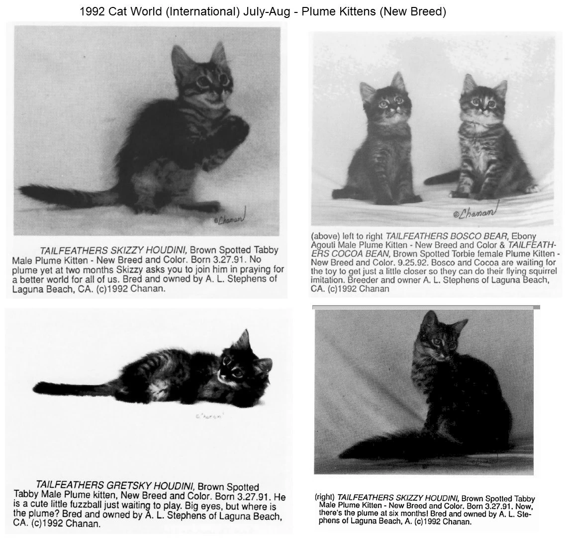 Plume | Cats Wiki | Fandom