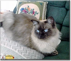 Layanese | Cats Wiki | Fandom