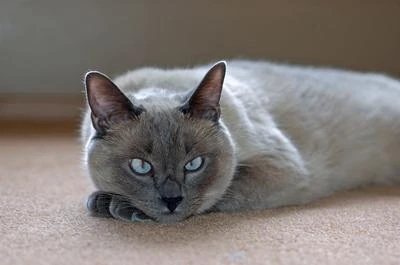 Blue Point | Cats Wiki | Fandom