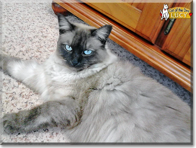 Layanese | Cats Wiki | Fandom