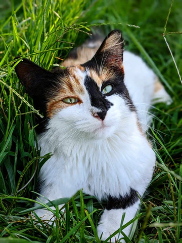 Calico Tortieshell | Cats Wiki | Fandom