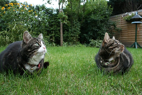 Cat repeller | Cats Wiki | Fandom