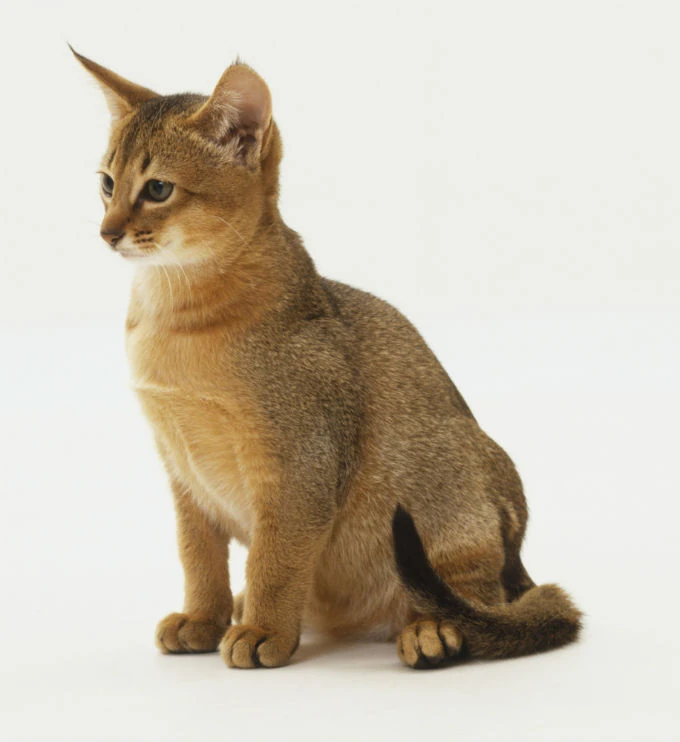 Abyssinian Colors