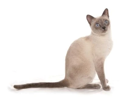 Thai Lilac | Cats Wiki | Fandom