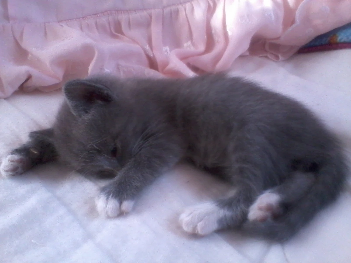 Blog:Hey | Cats Wiki | Fandom