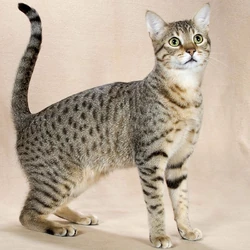 Alaskan Snow Cat Breed