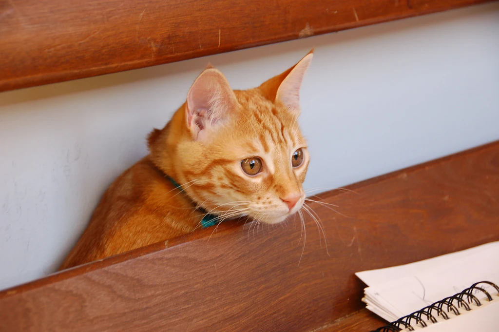 Category:Cats Wiki Images | Cats Wiki | Fandom