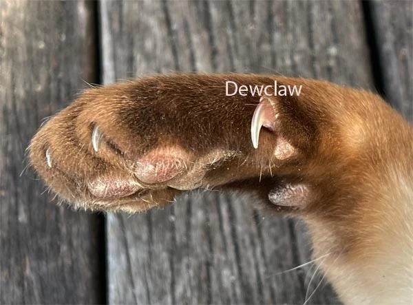 Dewclaw | Cats Wiki | Fandom
