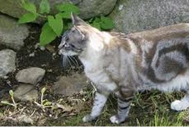 Machbagral Cat