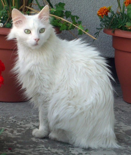Turkish Angora | Cats Wiki | Fandom