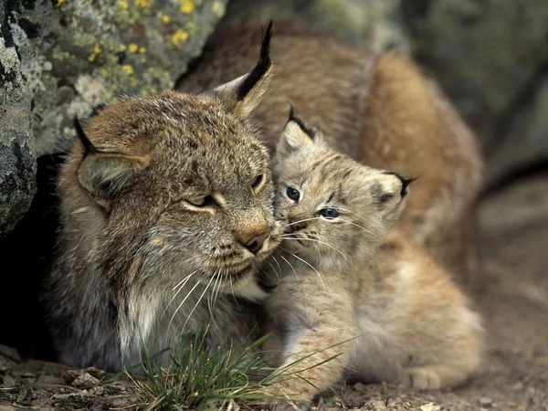 Canada Lynx | Cats Wiki | Fandom