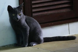 Cuban Blue | Cats Wiki | Fandom