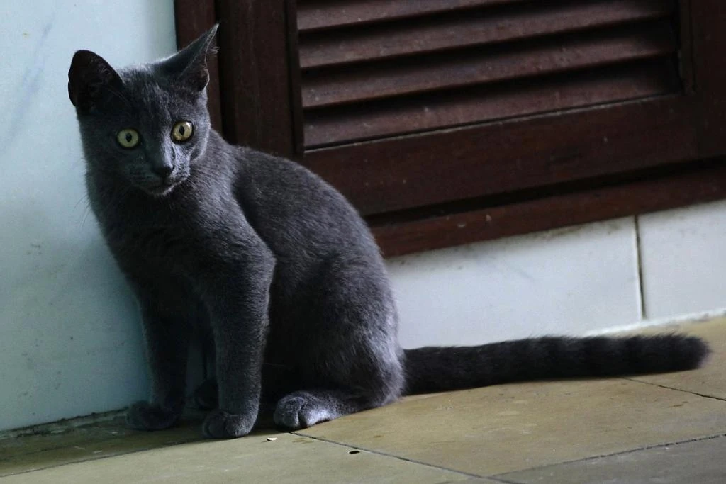 Cuban Blue | Cats Wiki | Fandom